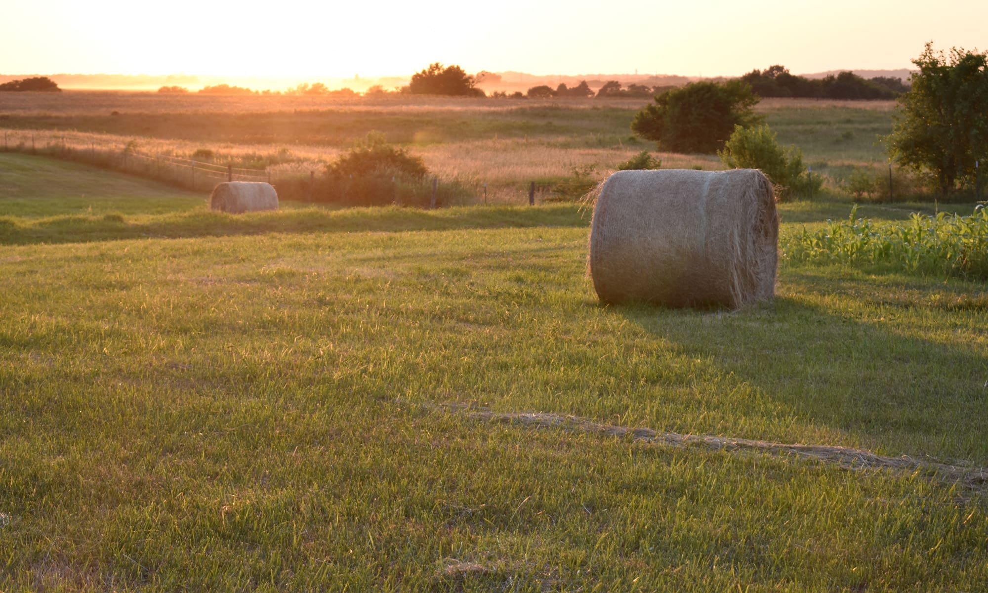 Hay and Pasture - Kaup Forage & Turf - Pasture Management
