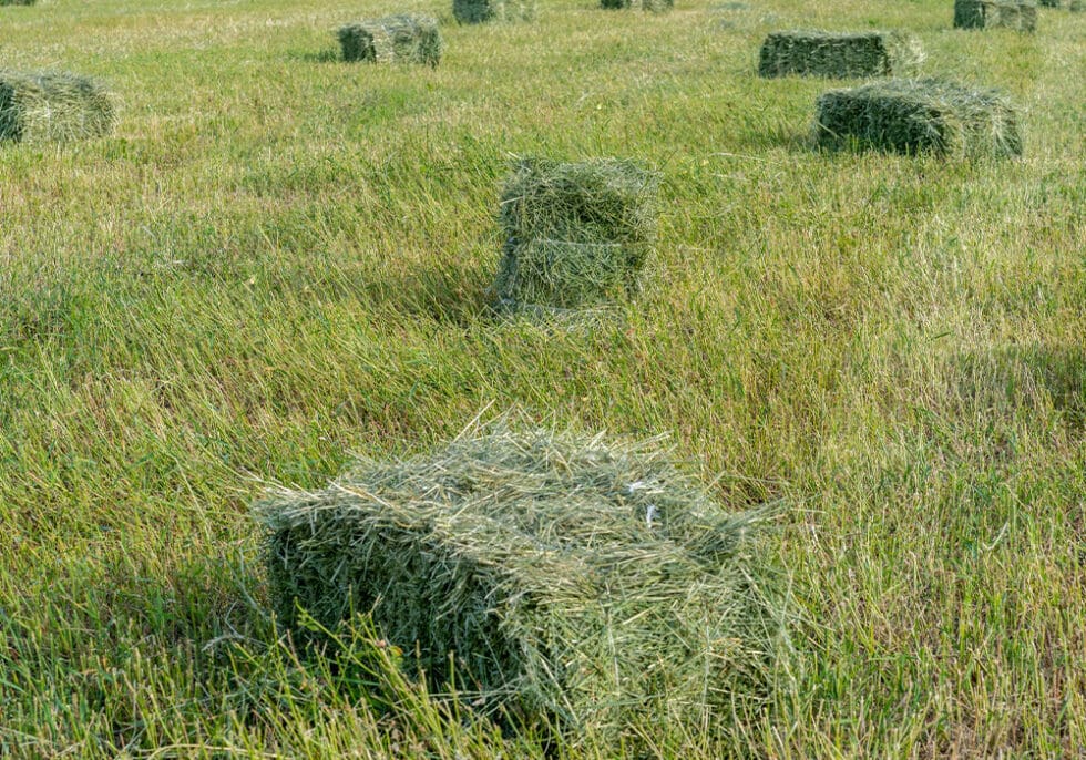Hay and Pasture - Kaup Forage & Turf - Pasture Management