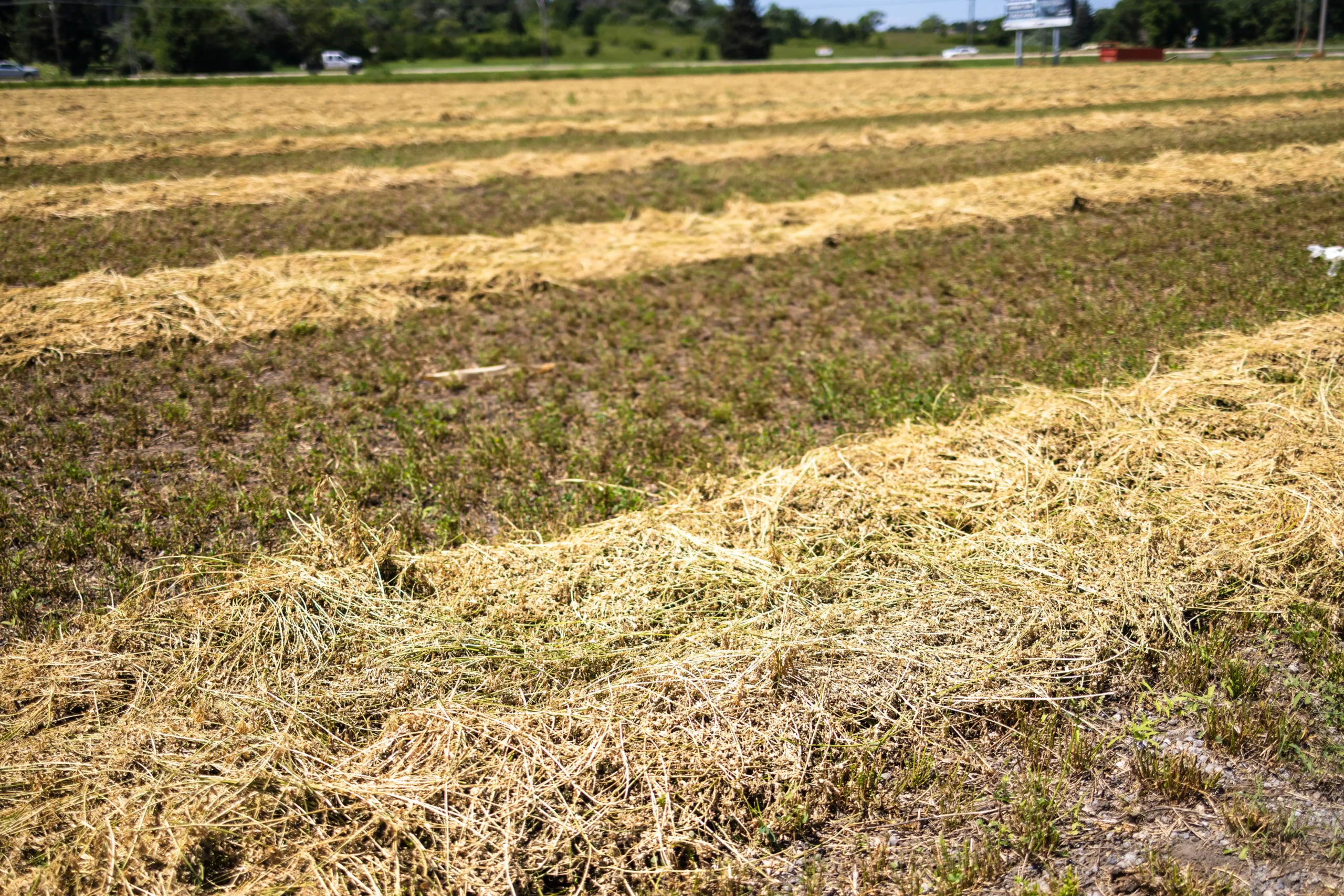 Forage Planting Guide - Kaup Forage & Turf - Planning