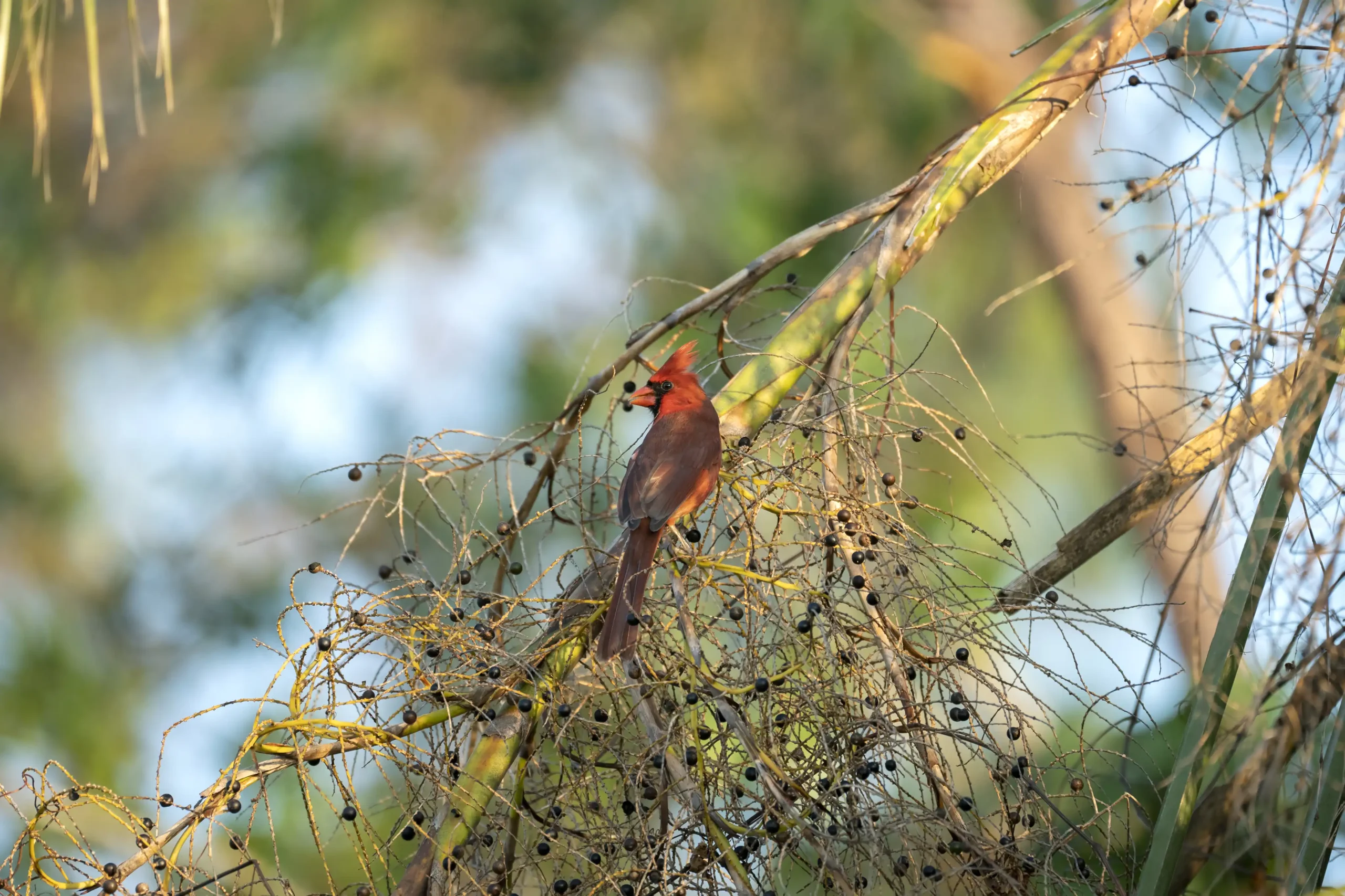 Bird Seed & Mixtures - Kaup Seed & Fertilizer - Arrtact and Nourish