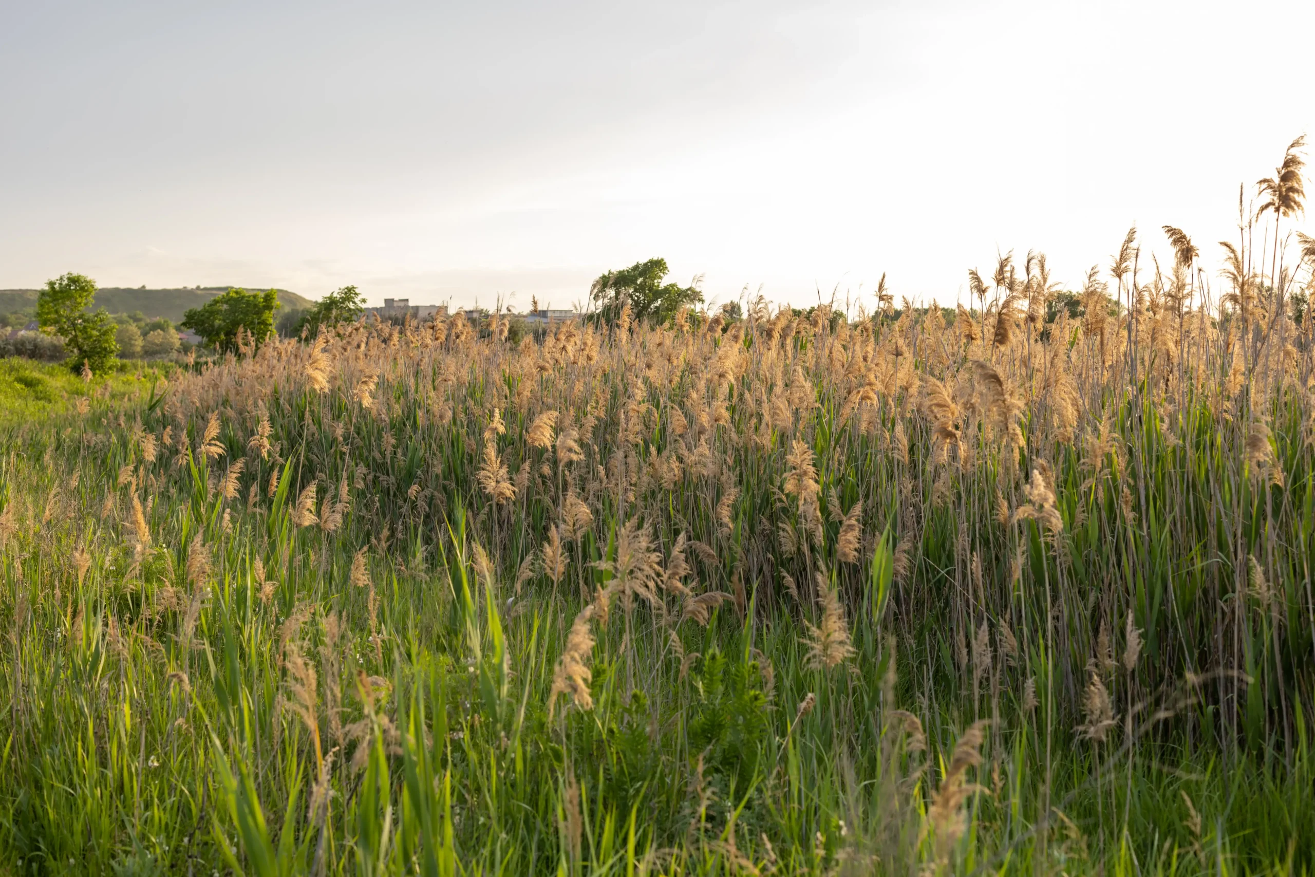 Small Grains - Kaup Forage & Turf - View Products