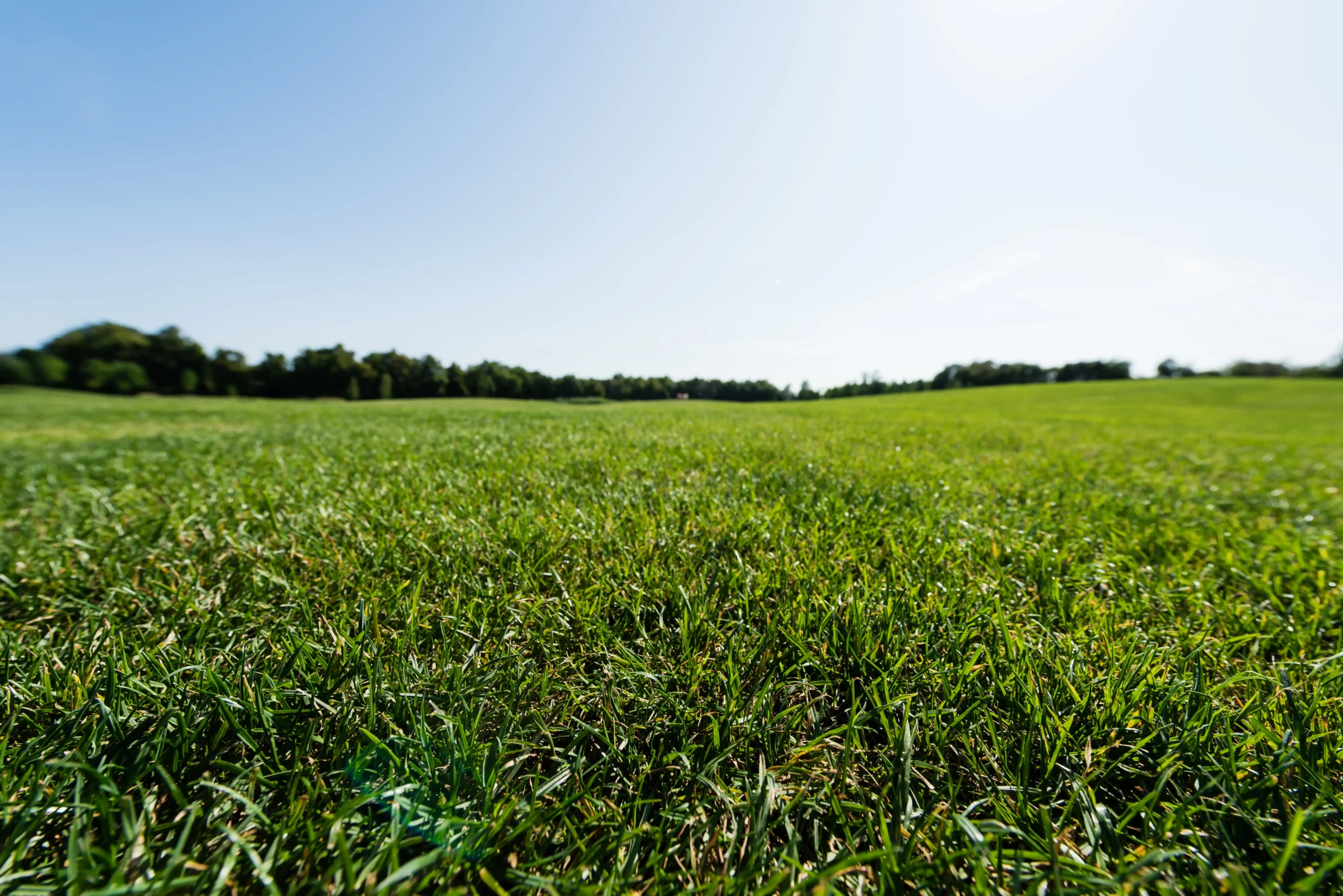 Turf Grass - Kaup Forage & Turf - Turf Products