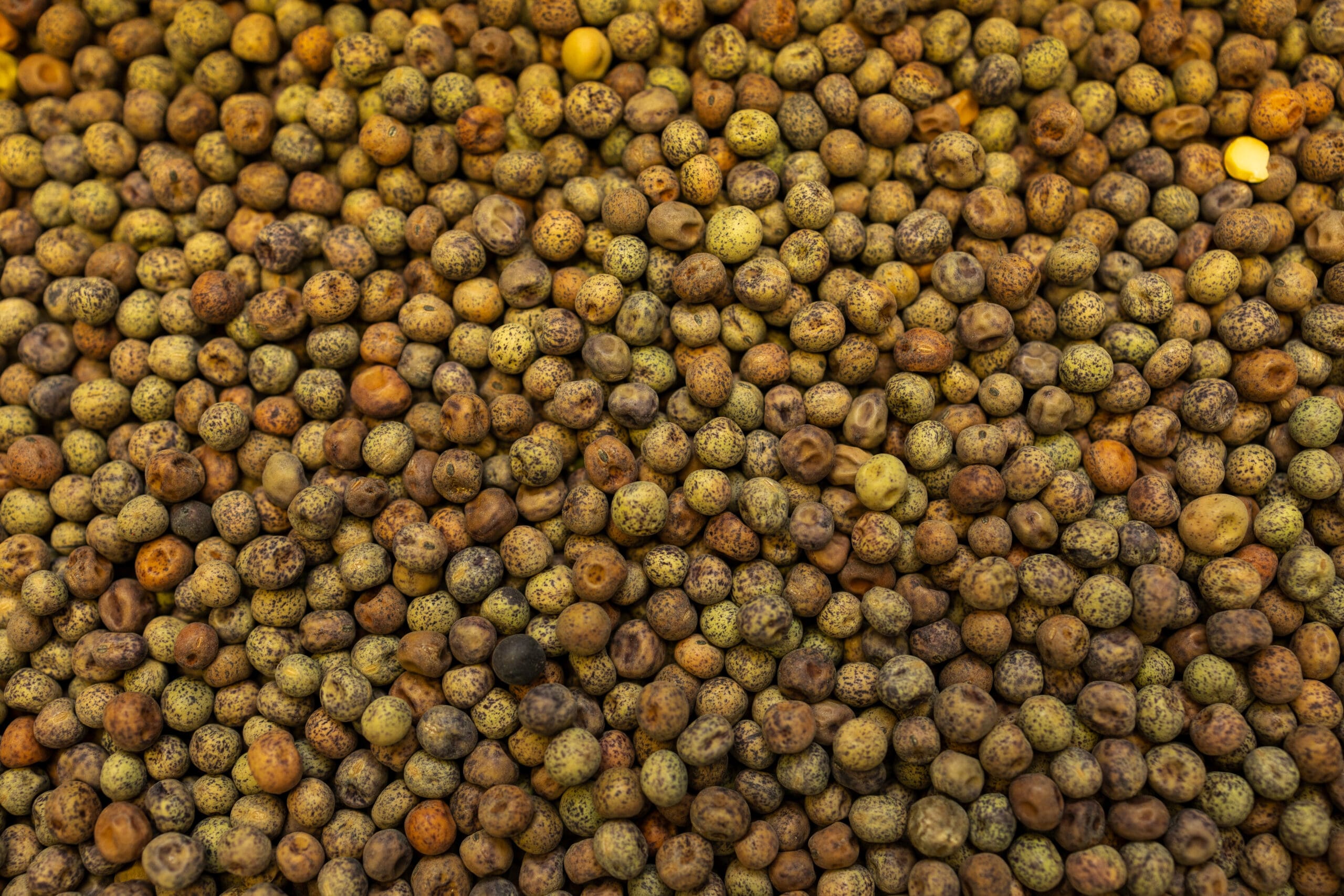 A Guide to Early Seeding: Maximize Your Forage Potential | Kaup