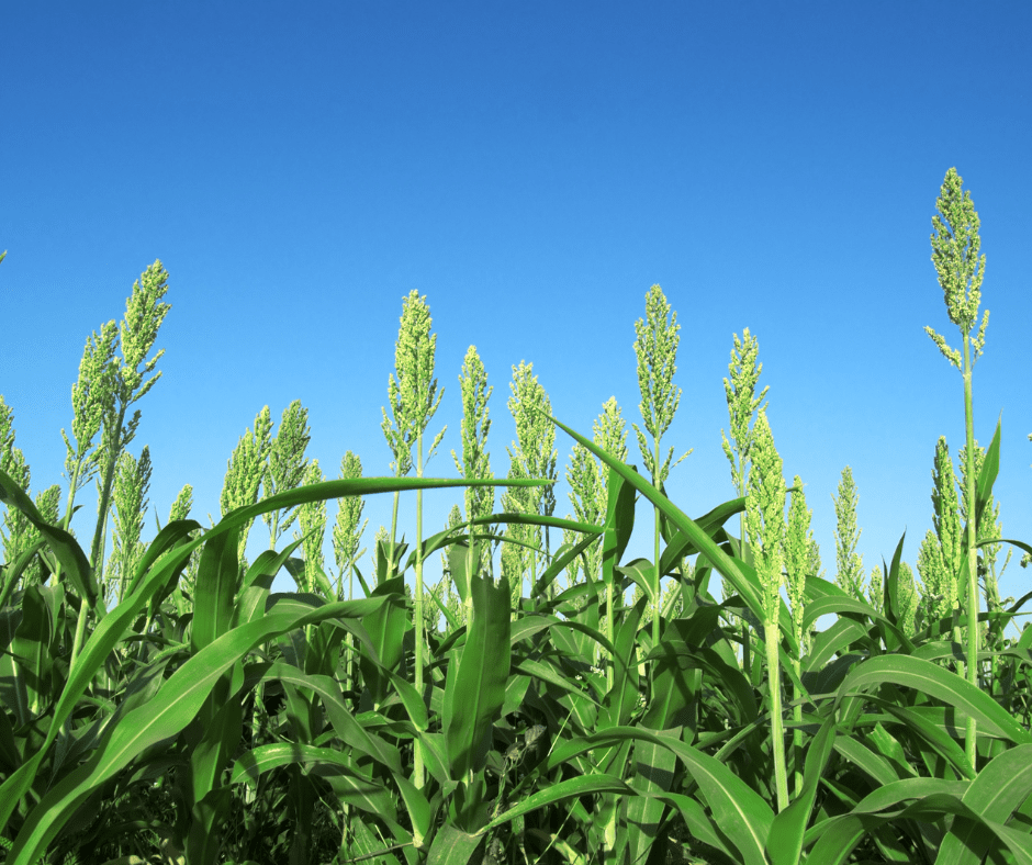 Warm Season Forages: What to Plant and Why It Matters | Kaup